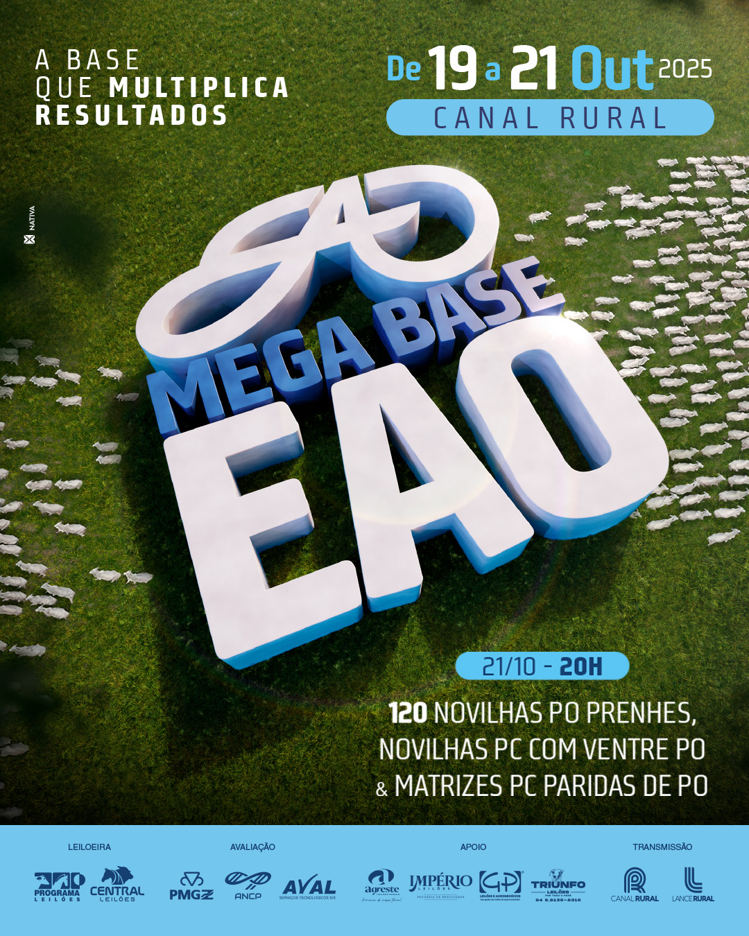 LEILÃO MEGA BASE EAO - NOVILHAS E MATRIZES - Central Leiles